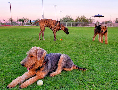 Big Airedale Terriers - Arizona - Airedale Terriers