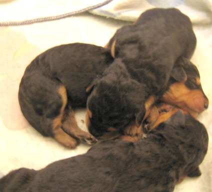 Airedale puppies @ 5 days old